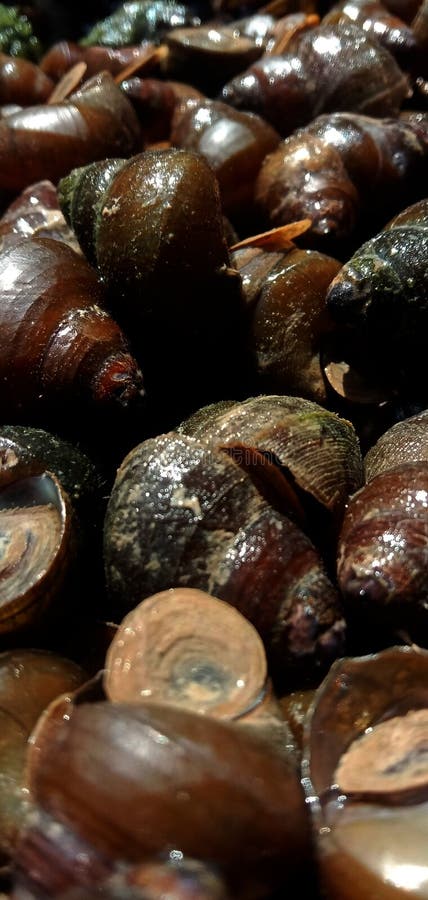 A Large Number of Periwinkle Shells are Blackish-brown on the Base and ...