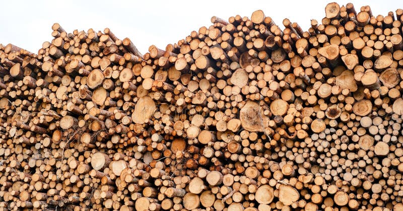 A Large Number of Pine Logs Stacked Neatly in a Warehouse in Open Air ...
