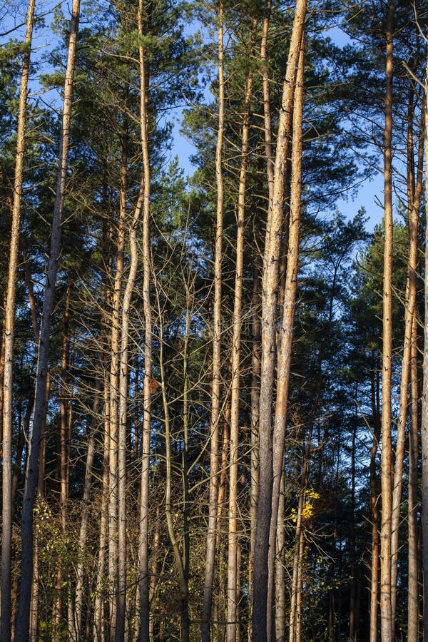 Large Number of Pines in the Forest in Europe Stock Photo - Image of ...