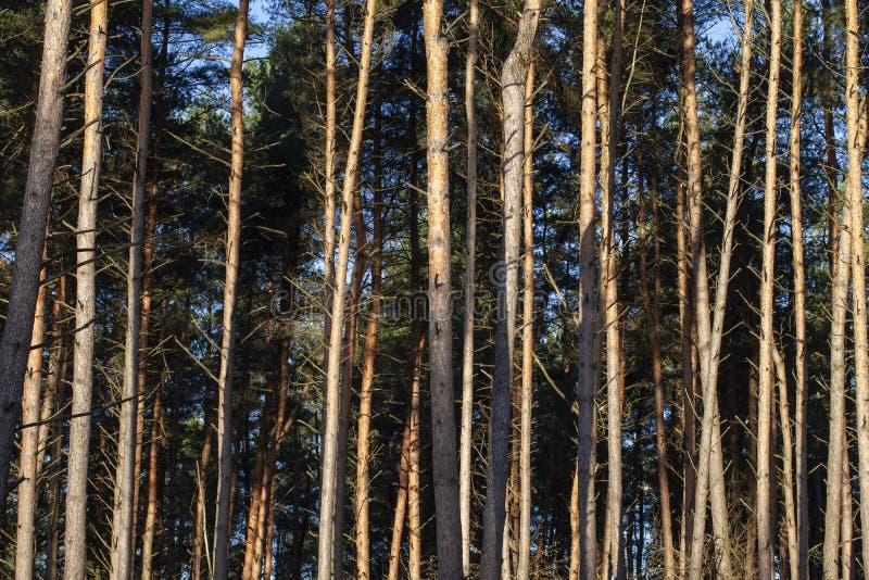Large Number of Pines in the Forest in Europe Stock Photo - Image of ...
