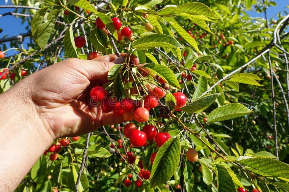 A Large Number of Ripe Fried Cherries among the Leaves on the Cherry ...