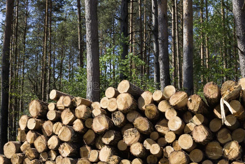 Old tree trunk stock photo. Image of lush, damage, bark - 86058810