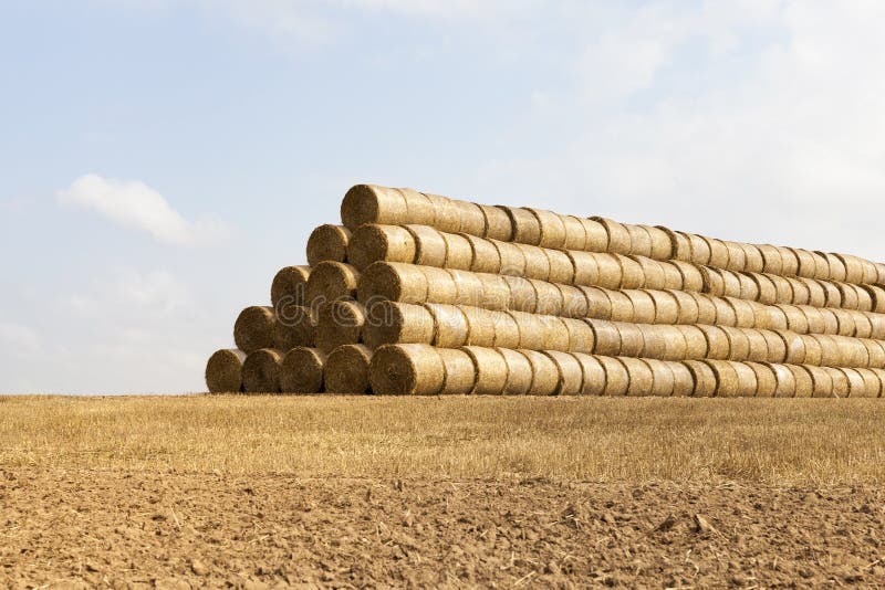 Large Number of Stacks of Straw Stock Photo - Image of beautiful, plant ...