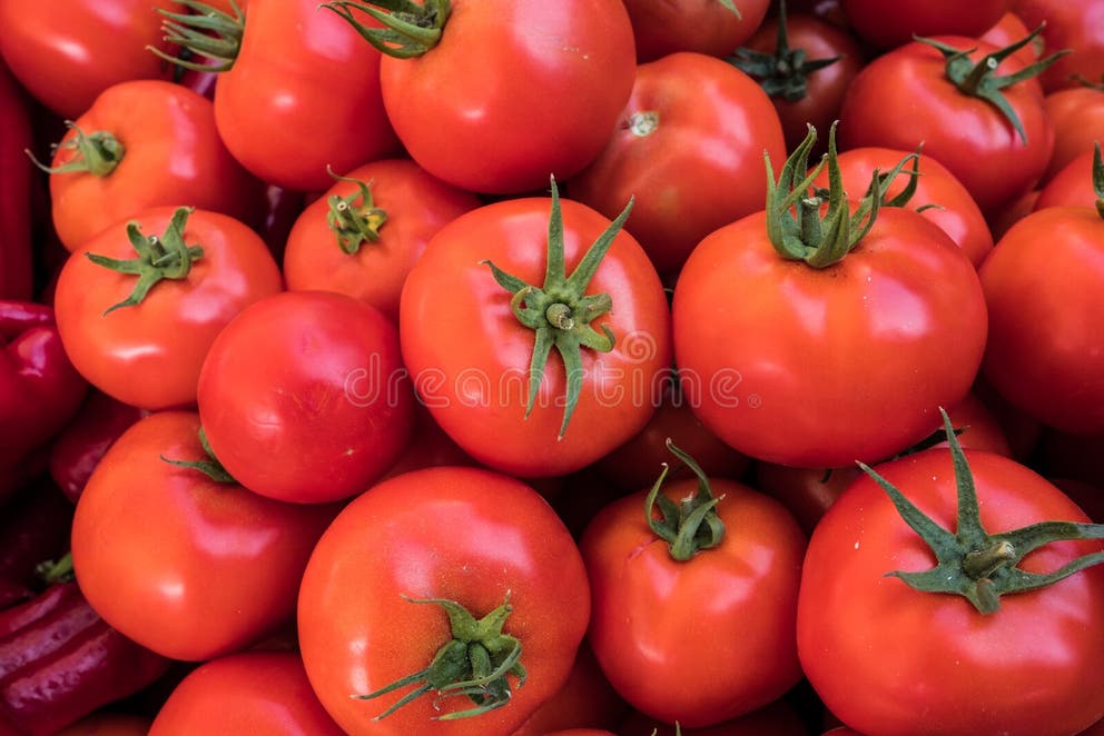 A large number of tomatoes stock image. Image of agriculture - 107300117