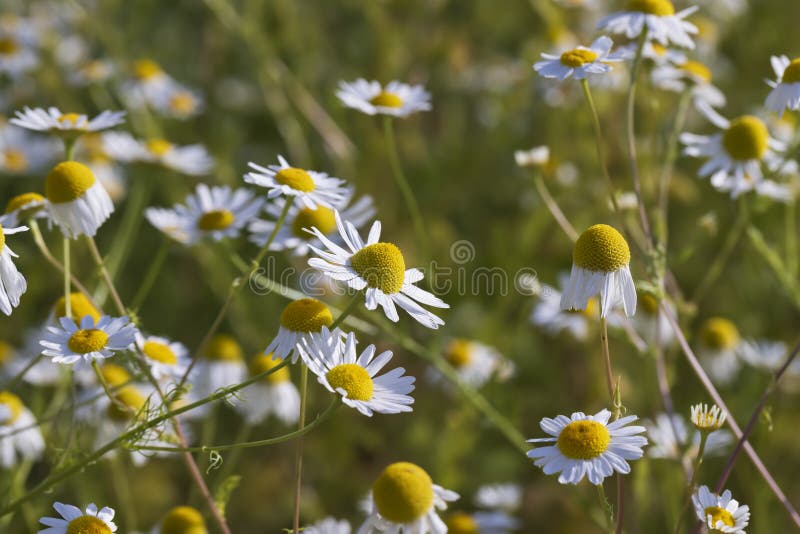 A Large Number of White Daisies Stock Image - Image of spring, flowers ...