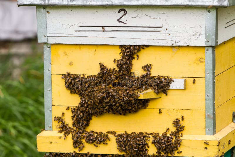 Bees and beehive stock photo. Image of flight, buzzing - 141540552