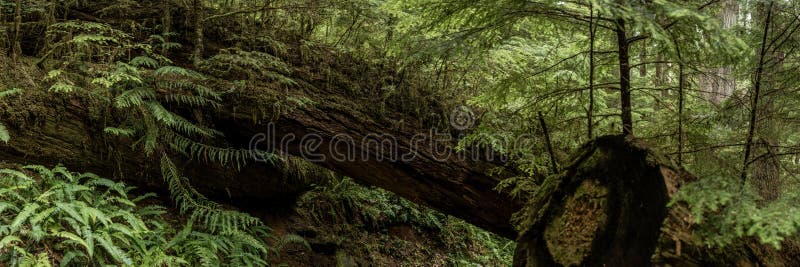 Large Nursery Tree Rests Across Trail in Mount Rainier Stock Photo ...