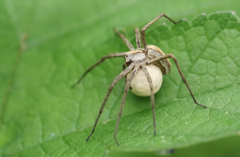 A Large Nursery Web Spider Pisaura Mirabilis Carrying Its Egg Sack ...