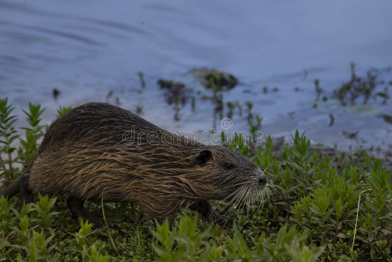 Large Nutria in the Grass by the Lake Stock Image - Image of natural ...