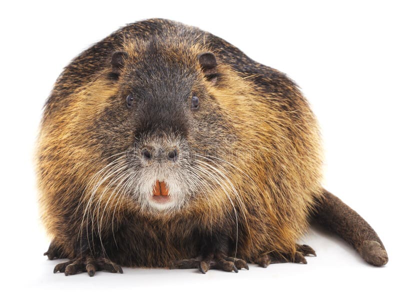 Large nutria. stock photo. Image of adult, large, curiosity - 98720126