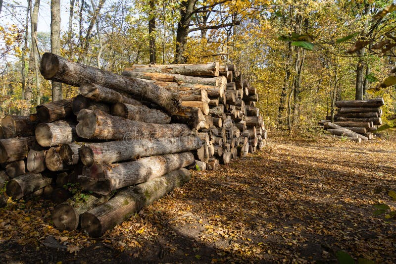 Large Oak Logs are Piled in a Forest Clearing. Concept of Forest Theft ...