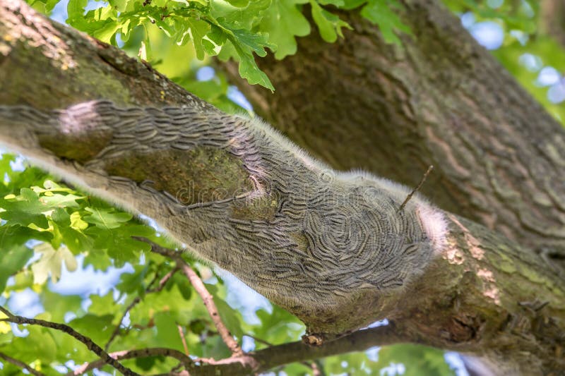 Large Oak Processionary Moth Nest in Procession on an Oak Tree Stock ...