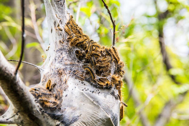 A Large Oak Processionary Moth Nest in Procession on an Oak Tree Stock ...