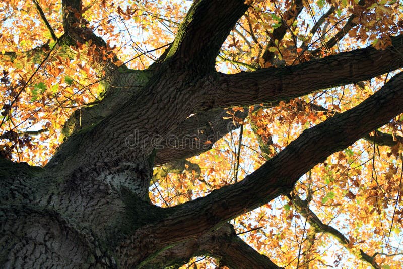 Large Oak Tree with Autumn Leaves Stock Photo - Image of garden ...
