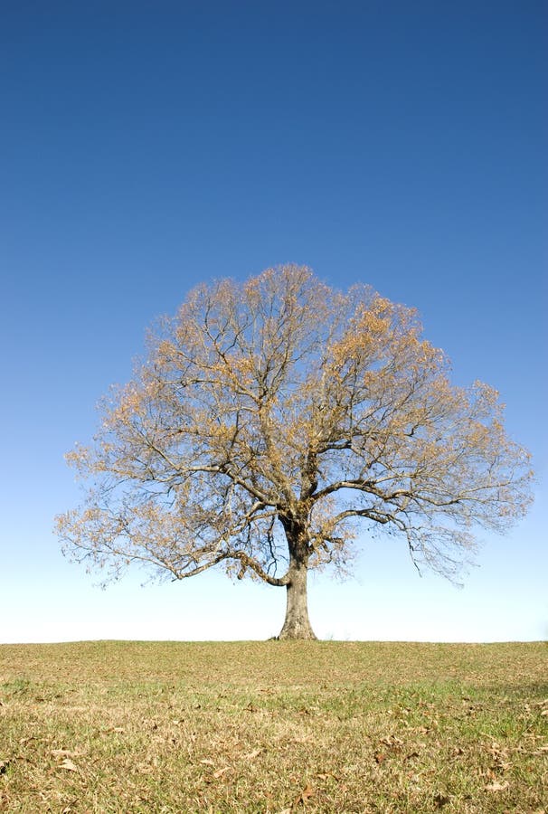 Large Oak Tree with Blue Sky Stock Image - Image of rind, background ...
