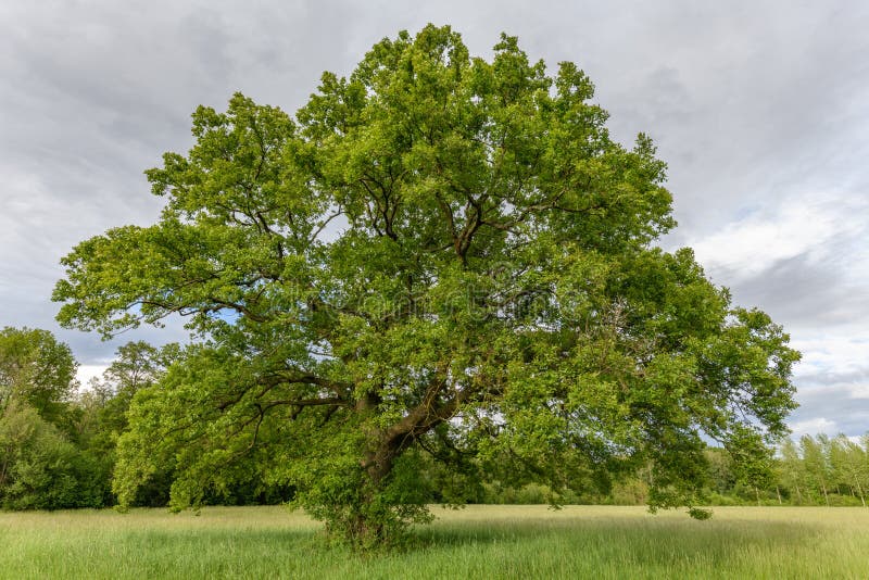 Large Oak Tree in a Meadow on a Spring Evening in the French ...