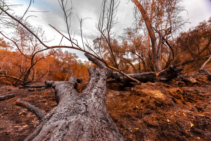 Large Oak Tree Roots Destroyed By Fire Stock Photo - Image of burn ...