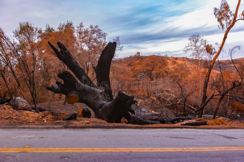 Large Oak Tree Destroyed by Fire by Road Stock Photo - Image of orange ...