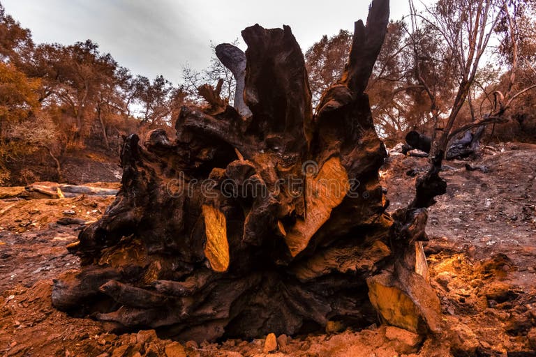 127 Wildfire Oak Tree Stock Photos - Free & Royalty-Free Stock Photos ...