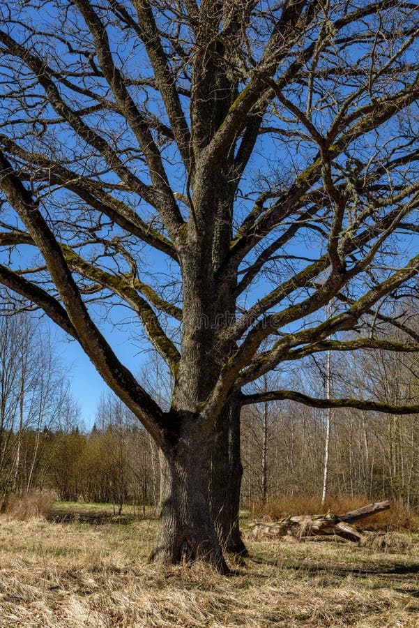 Large Oak Tree in Early Spring with Blue Sky Stock Image - Image of ...