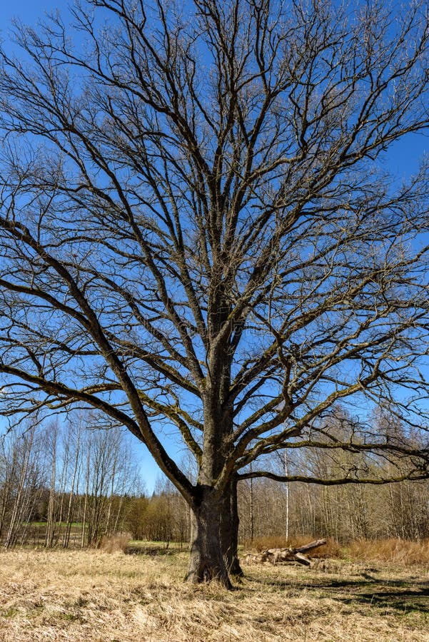 Large Oak Tree in Early Spring with Blue Sky Stock Image - Image of ...