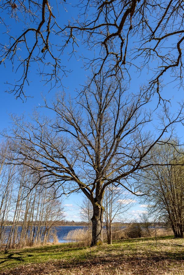 Large Oak Tree in Early Spring with Blue Sky Stock Photo - Image of ...
