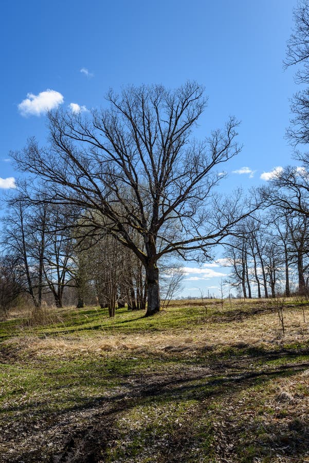 Large Oak Tree With Blue Sky Stock Image - Image of large, canopy: 11557447