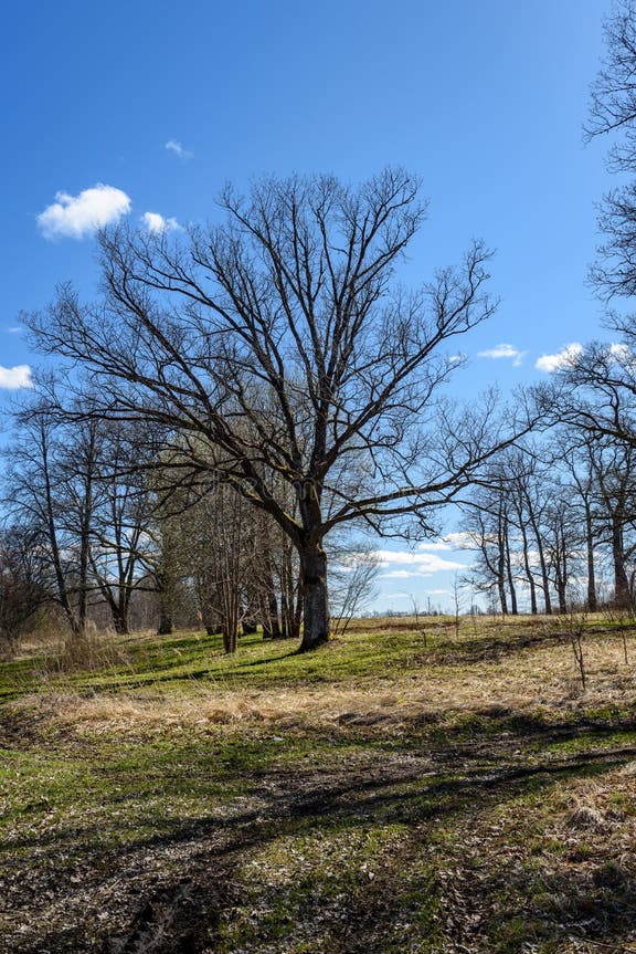 Large Oak Tree in Early Spring with Blue Sky Stock Image - Image of ...