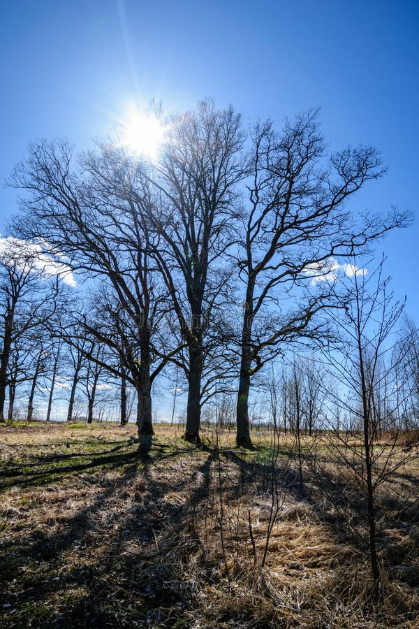 Large Oak Tree in Early Spring with Blue Sky Stock Image - Image of ...