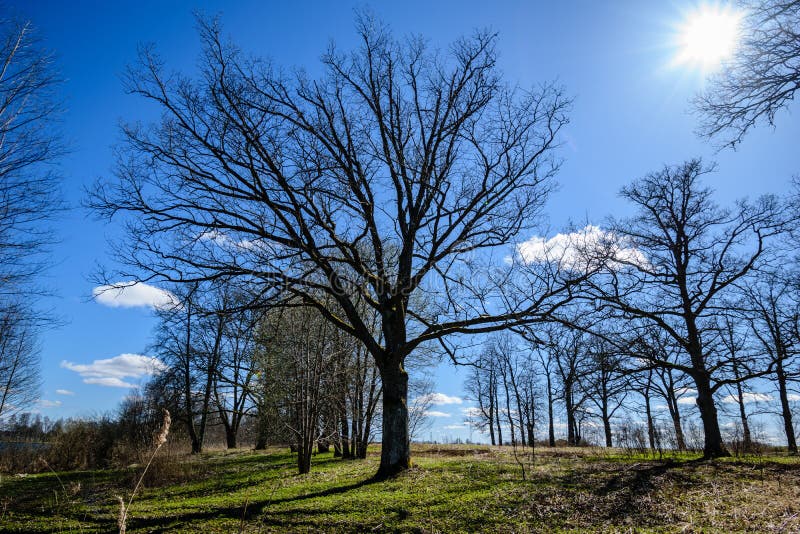 Large Oak Tree in Early Spring with Blue Sky Stock Image - Image of ...