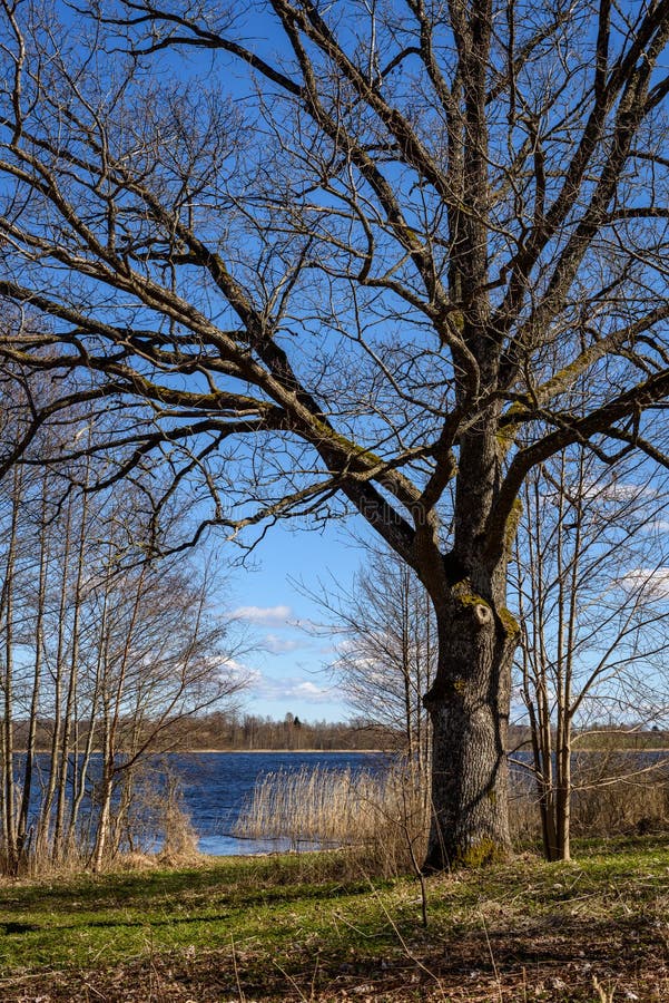 Large Oak Tree in Early Spring with Blue Sky Stock Image - Image of ...