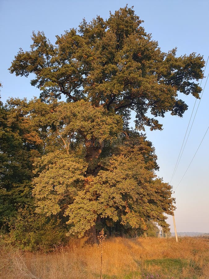 Large Oak Tree at the Edge of the Forest, Golden Autumn Stock Photo ...