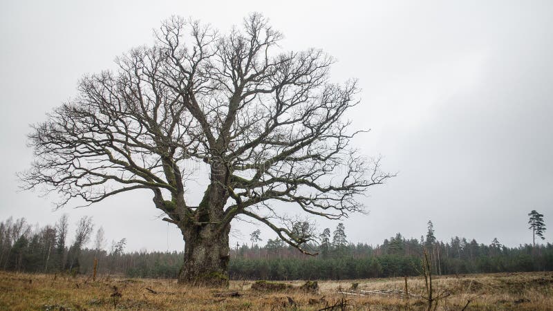 Large Oak Tree in Edole, Latvia Stock Image - Image of trunk, landscape ...