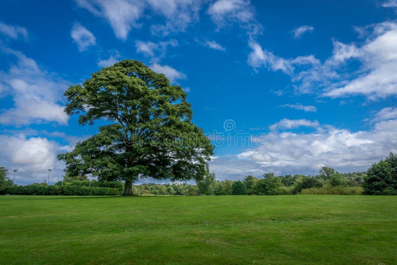 A Large Oak Tree 2 stock image. Image of field, landscape - 44164251