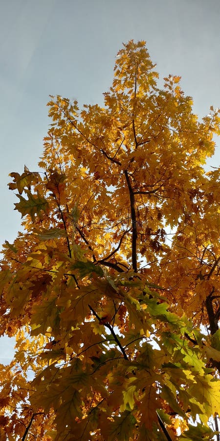 Large Oak Tree in Full Color Stock Image - Image of full, yellow: 131252675