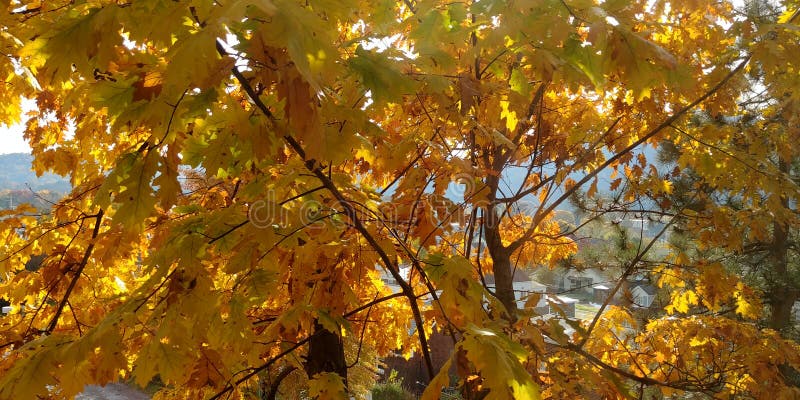 Large Oak Tree in Full Color Stock Photo - Image of reds, orange: 131252678