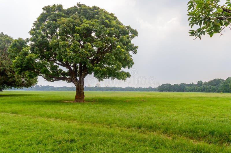 A Large Oak Tree in Green Field Stock Photo - Image of ecology, foliage ...