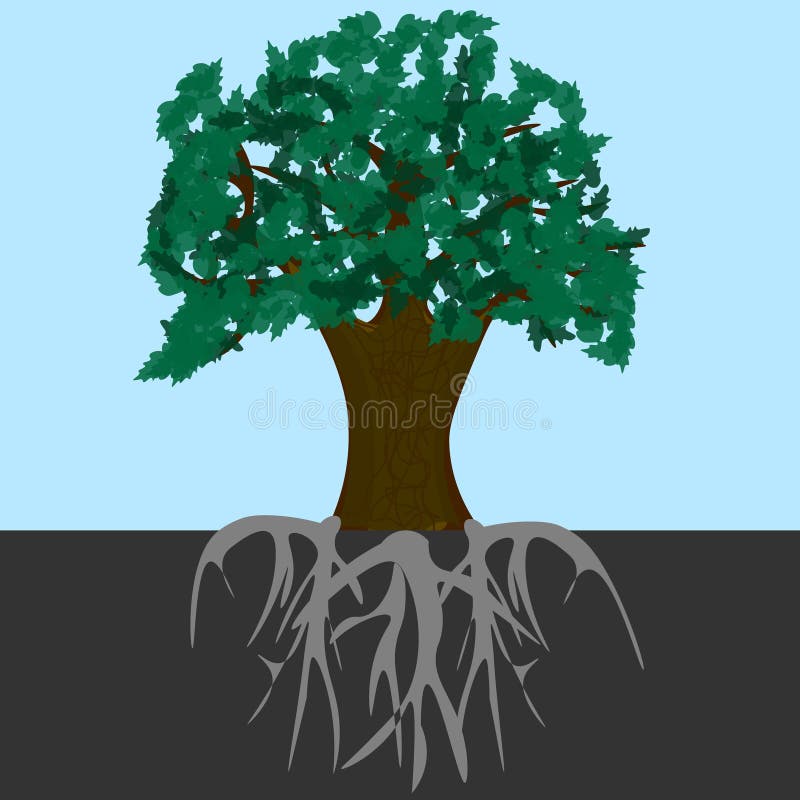 Large Oak Tree with Green Leaves with Roots Stock Vector - Illustration ...