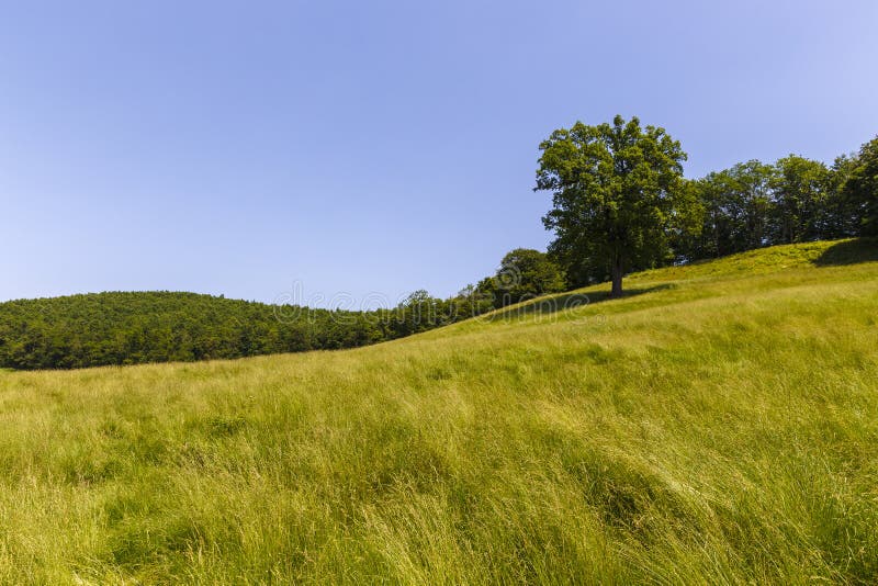 Large oak tree stock photo. Image of fresh, branches - 73273254
