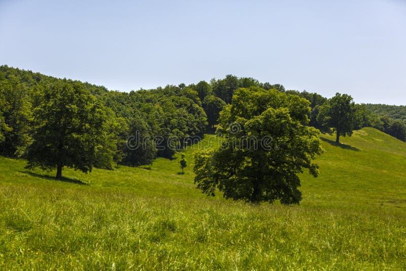 6,525 Oak Tree Hill Photos - Free & Royalty-Free Stock Photos from ...