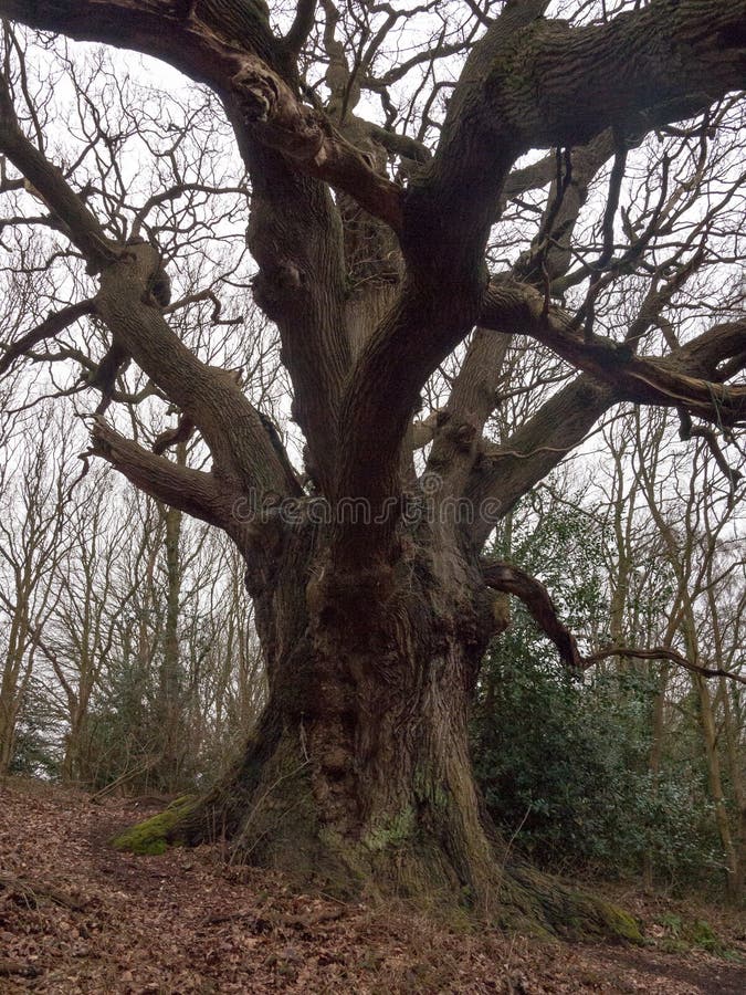Large Oak Tree Inside Forest Spring Bare Overcast Day Tall Trunk Stock ...