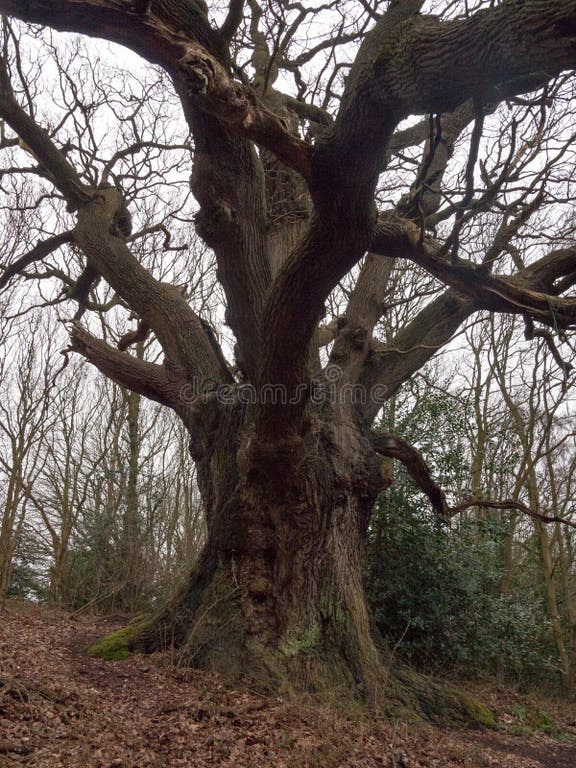 Large Oak Tree Inside Forest Spring Bare Overcast Day Tall Trunk Stock ...