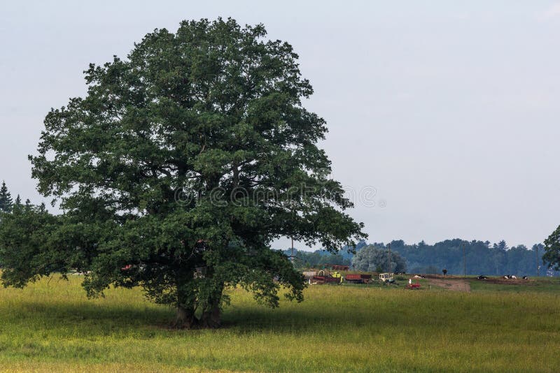 Large Oak Tree in Middle of Field. Stock Image - Image of nature ...