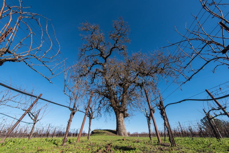 Large Oak Tree in the Middle of Wine Grape Field Stock Photo - Image of ...