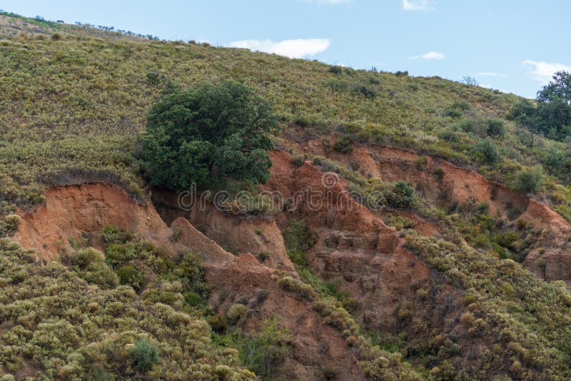 Large Oak Tree on a Mountainside with Eroded Ground Stock Photo - Image ...
