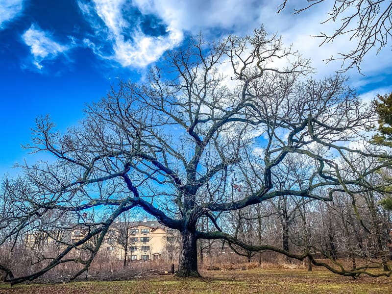 Large Oak Tree in Wisconsin during Winter with Branches on the Ground ...