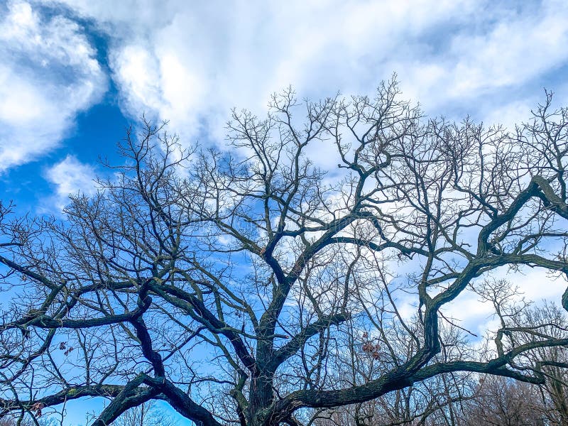 Large Oak Tree in Wisconsin during Winter with Branches on the Ground ...
