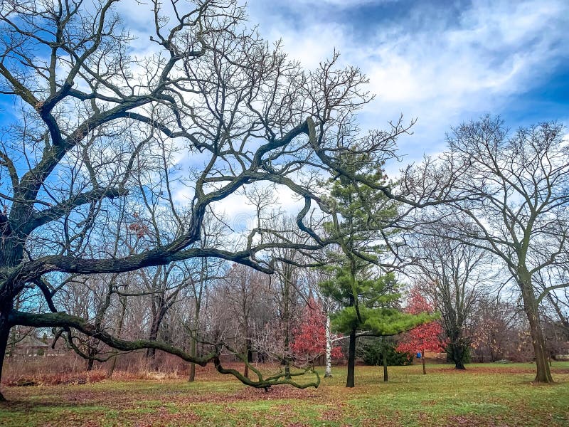 Large Oak Tree in Wisconsin during Winter with Branches on the Ground ...