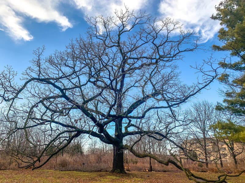 Large Oak Tree in Wisconsin during Winter with Branches on the Ground ...