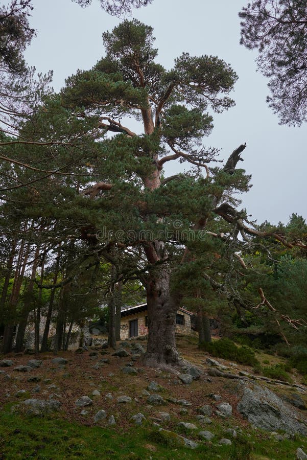 An Oak Tree Surrounded by Several Pines on a Gray Autumn Day Stock ...